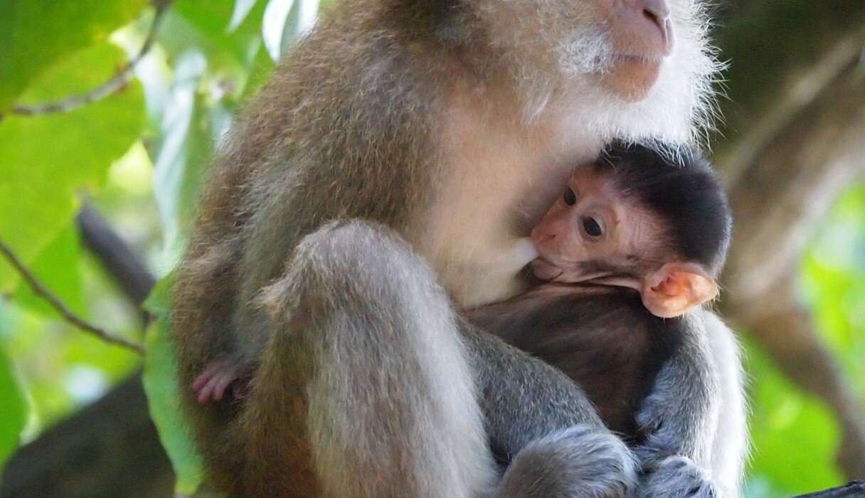 Mysterious Facility Looks To Sell Baby Monkeys For Use In Experiments ...