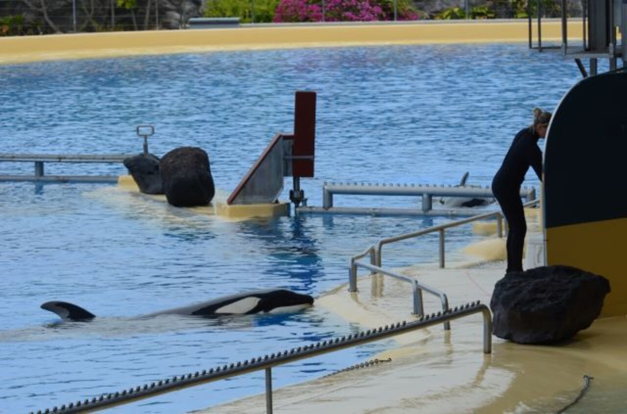 Catch SeaWorld If You Can - The Dodo