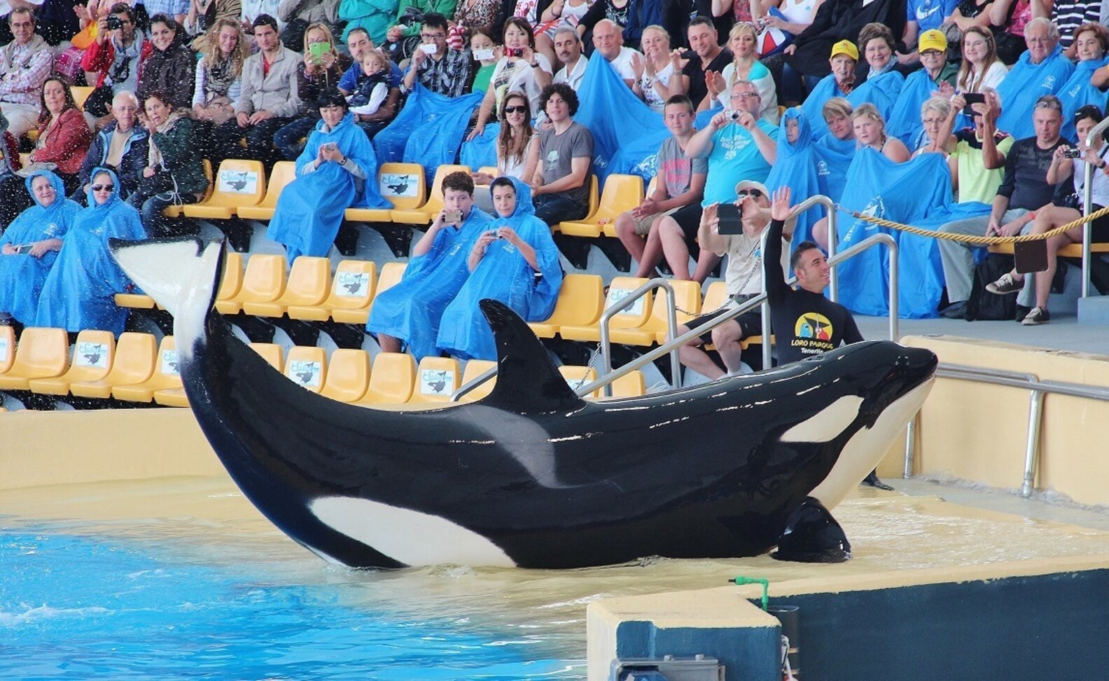 Catch SeaWorld If You Can - The Dodo