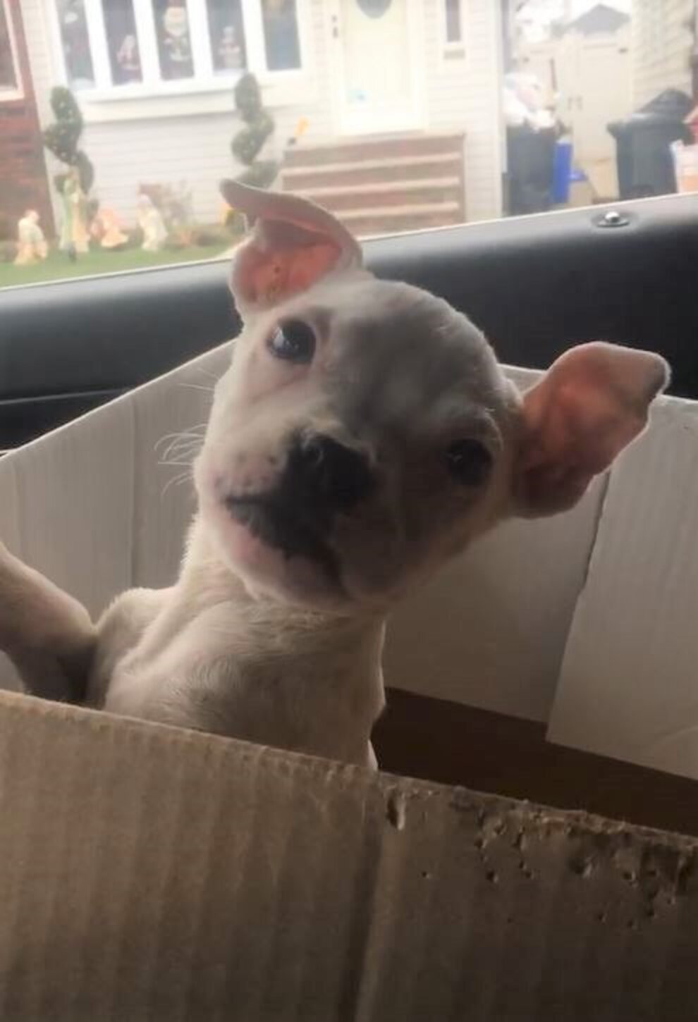Puppy Being Sold On Craigslist Can't Stop Crying After Her Rescue - The ...