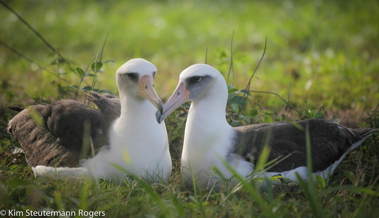 7 Love Lessons From The Amazing Layson Albatross - The Dodo