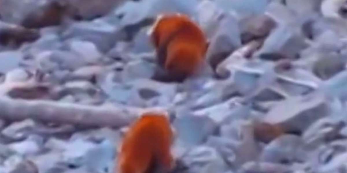 Sad Footage Shows Two Red Pandas Roaming Through The Ruins Of Their ...