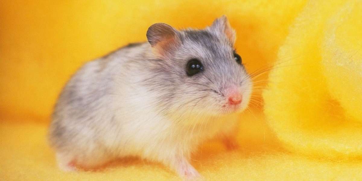 5 Things Your Hamster Wants You To Know About What It's Like To Be A ...