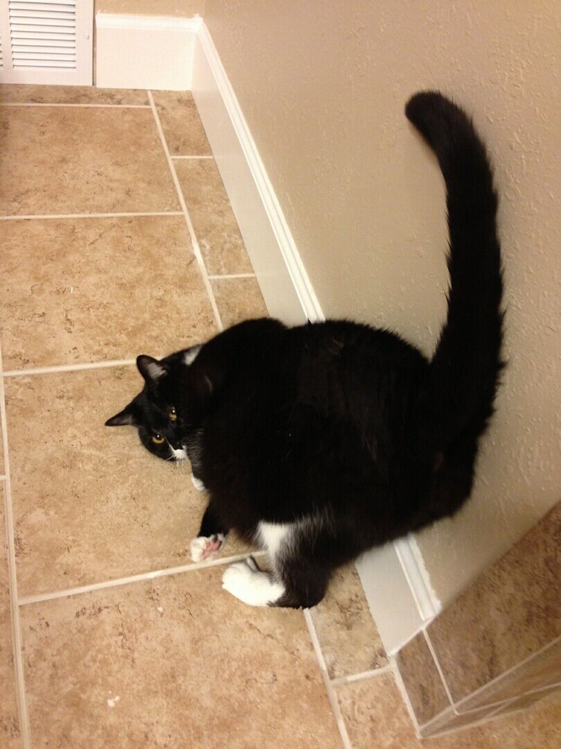 10 Cats Who Are So Totally Over It - The Dodo