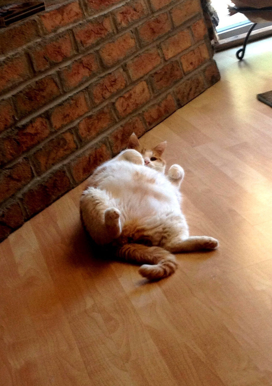 10 Cats Who Are So Totally Over It - The Dodo