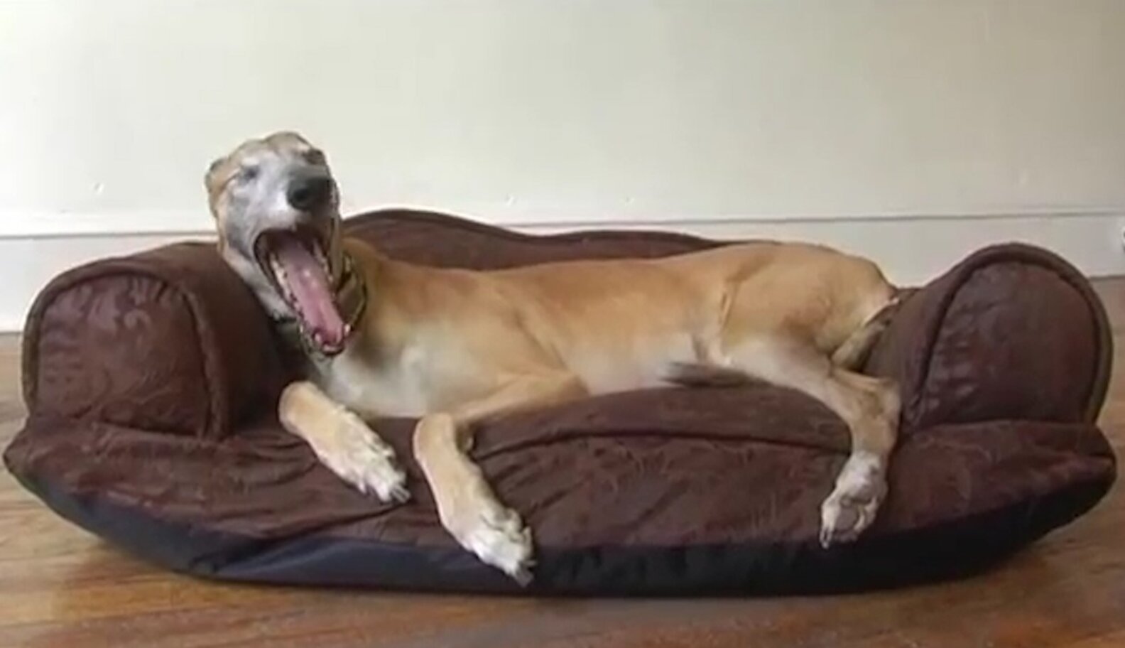 WATCH: Rescued Greyhounds Win The Ultimate Prize - The Dodo