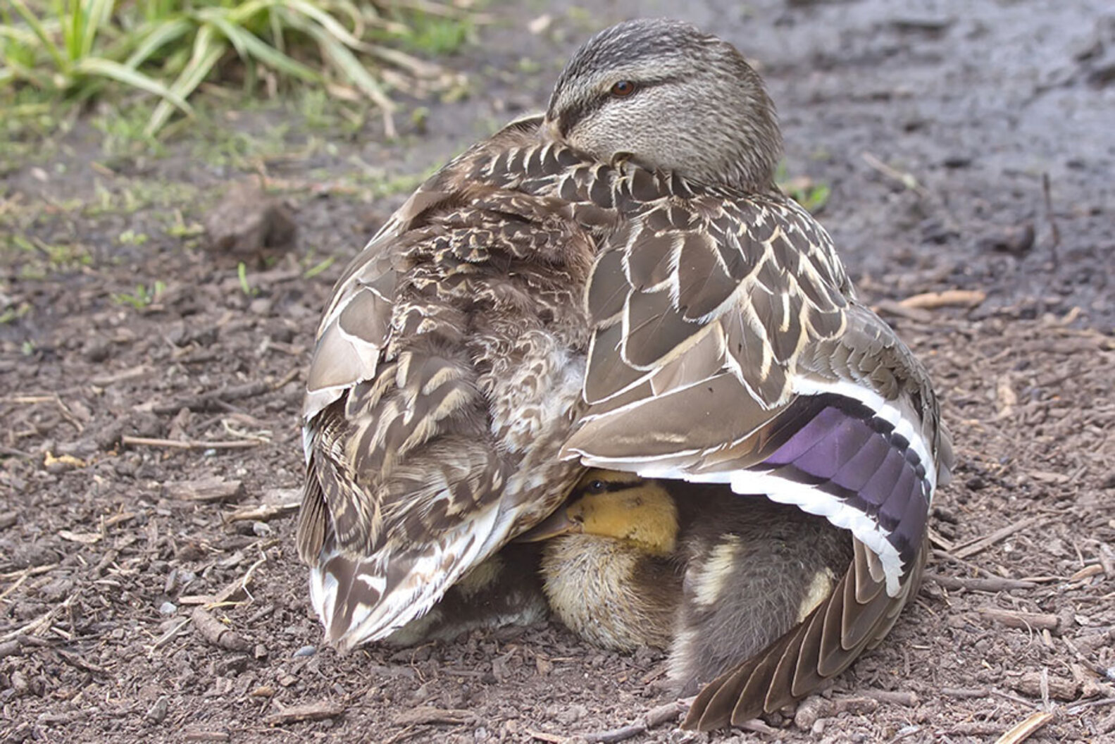 Fierce Animal Moms Who Will Stop At NOTHING To Protect Their Babies ...