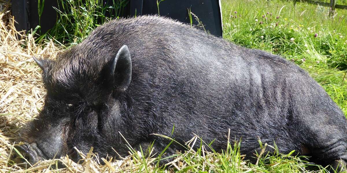 Lost Pig Waits On Side Of The Road For Someone To Help Her - The Dodo