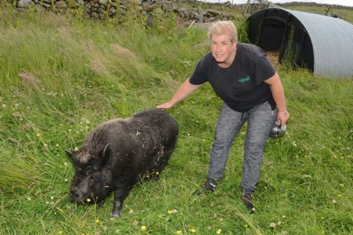 Lost Pig Waits On Side Of The Road For Someone To Help Her - The Dodo