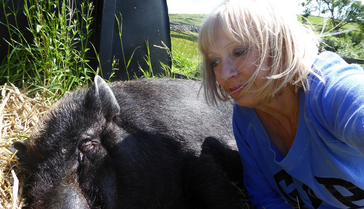 Lost Pig Waits On Side Of The Road For Someone To Help Her - The Dodo