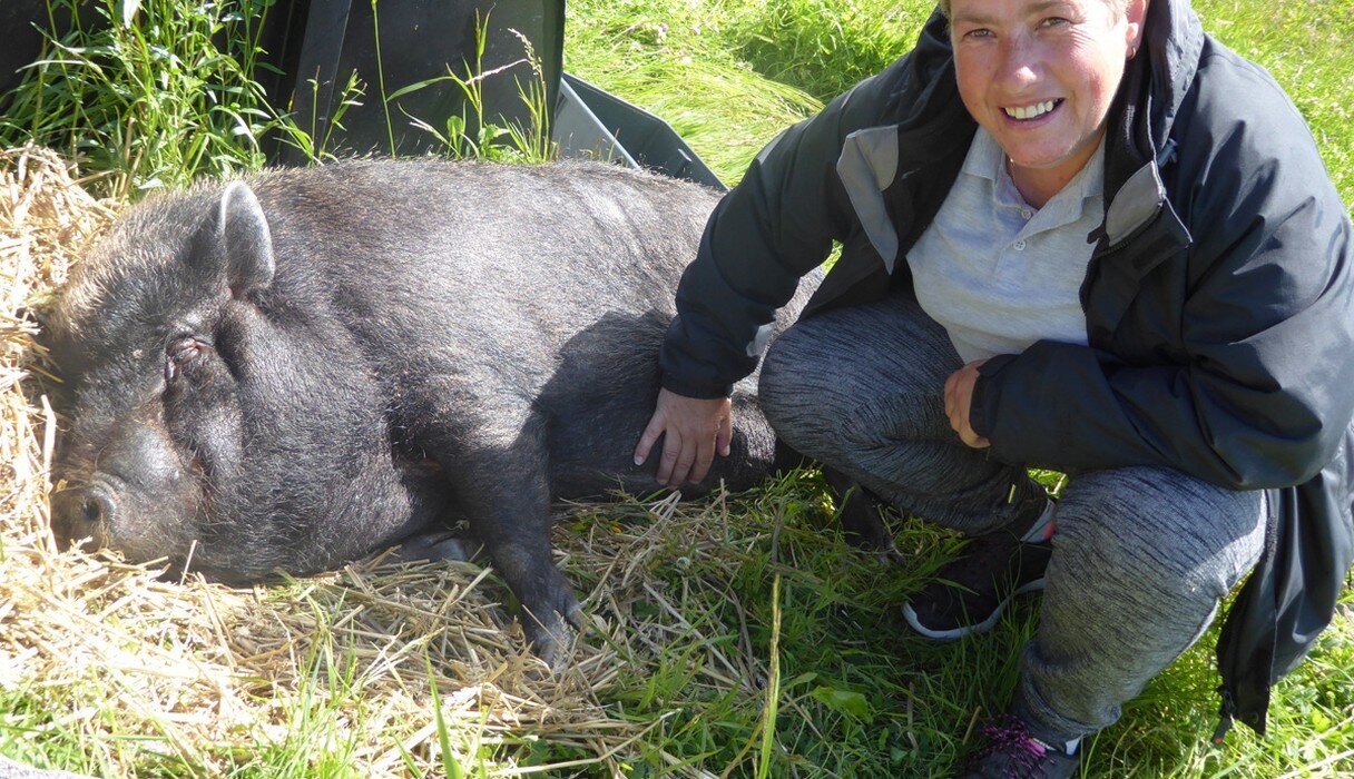 Lost Pig Waits On Side Of The Road For Someone To Help Her - The Dodo