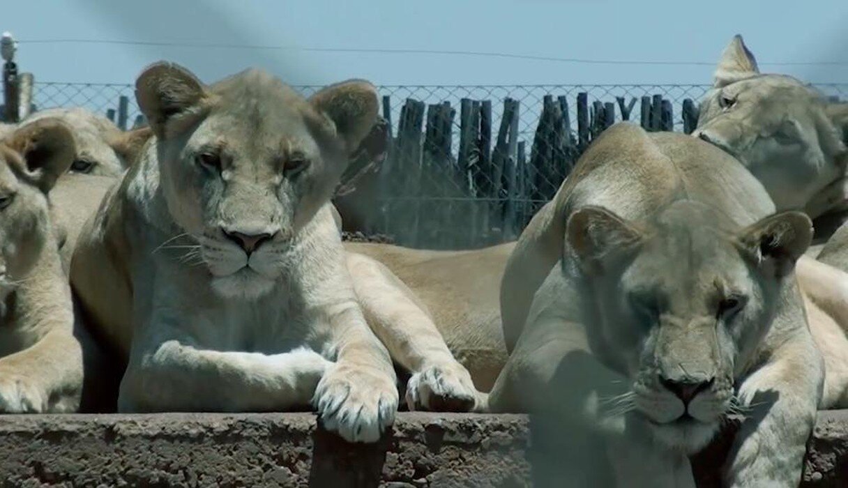 Captive Hunting - The Dodo