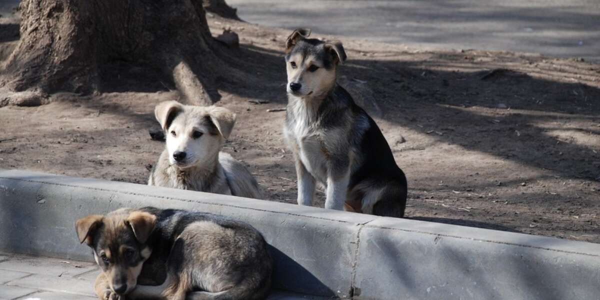 Volunteers Race To Save Stray Dogs Of Sochi - The Dodo