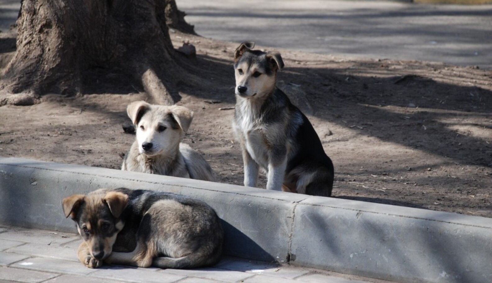 Volunteers Race To Save Stray Dogs Of Sochi - The Dodo