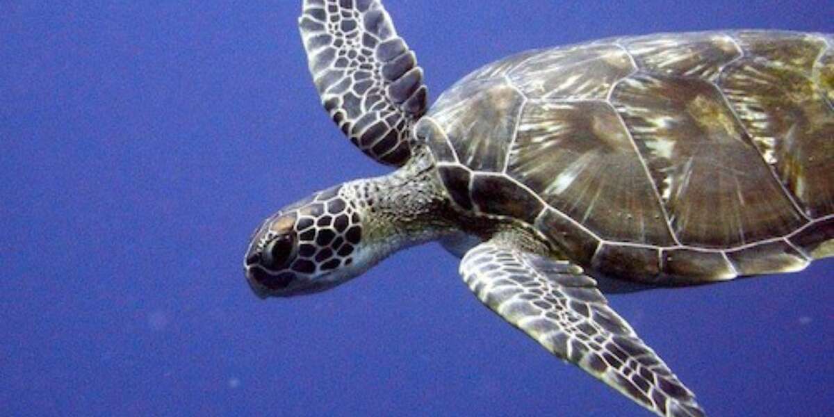 [Untitled] - The Dodo