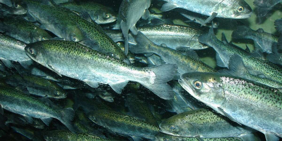Millions Of Baby Salmon To Get A Free Truck Ride On Their Journey Out ...