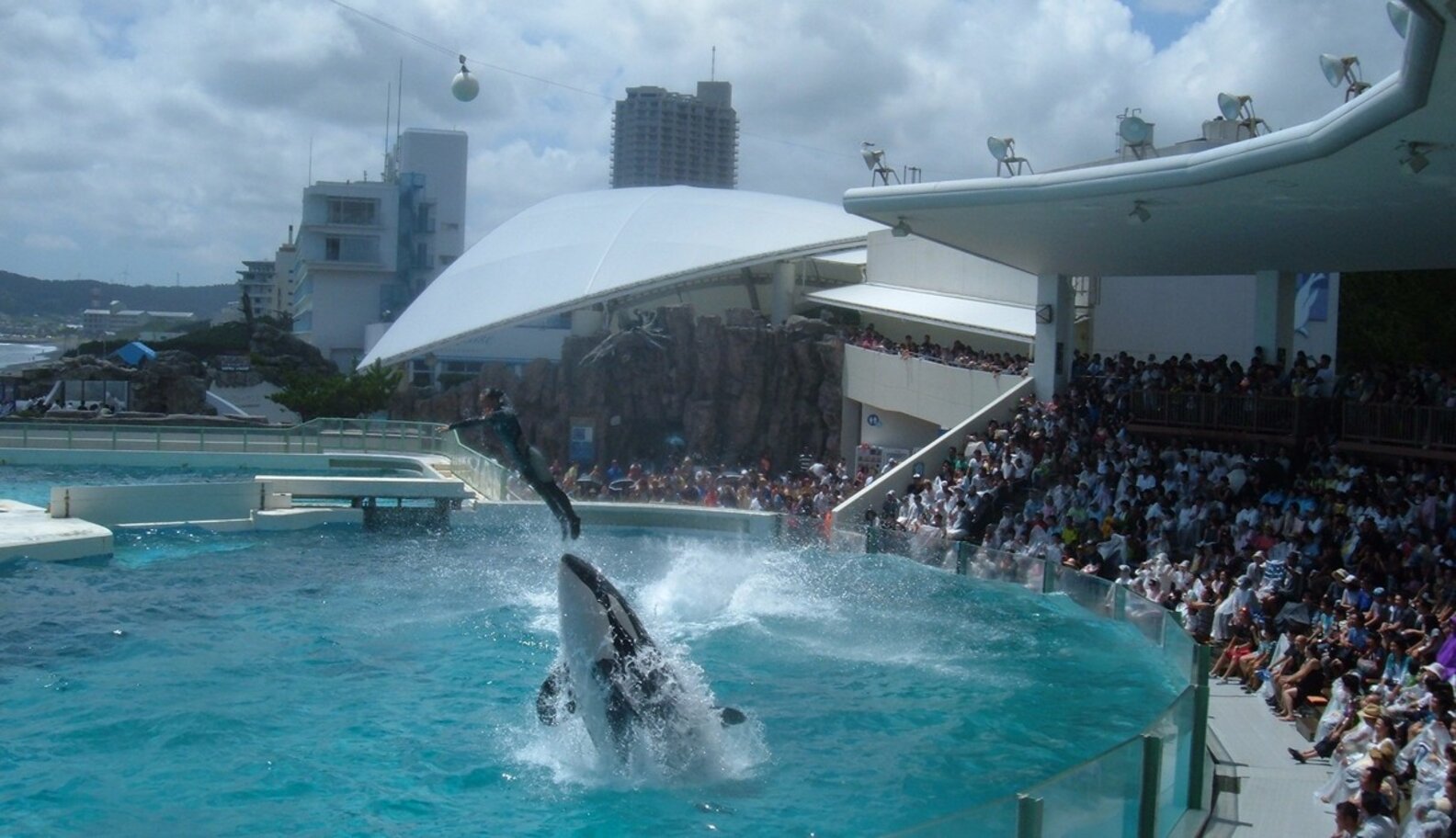 Holidays For Humans Only: What Do Marine Animal Shows Teach Children ...