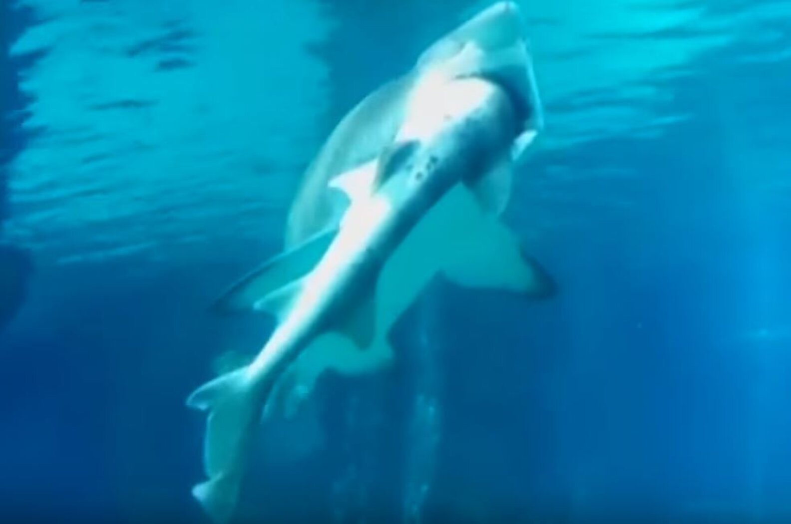 The Strange Truth Behind The Video Of A Shark Eating A Shark - The Dodo