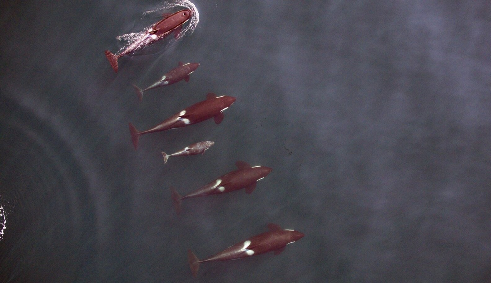Nuzzling Orcas Spotted From 100 Feet In The Air - The Dodo