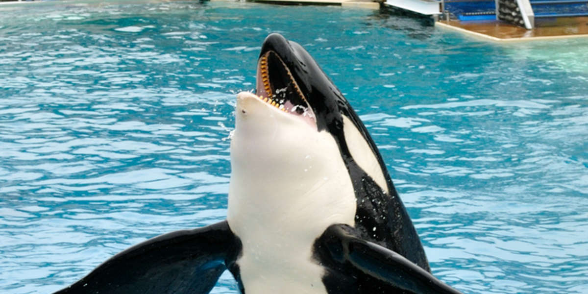 SeaWorld: "Blackfish" Not Why Shamu Show On Hiatus - The Dodo