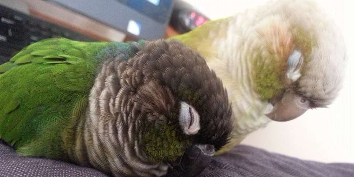 12 Pet Parrots You Can't Believe Even Exist - The Dodo