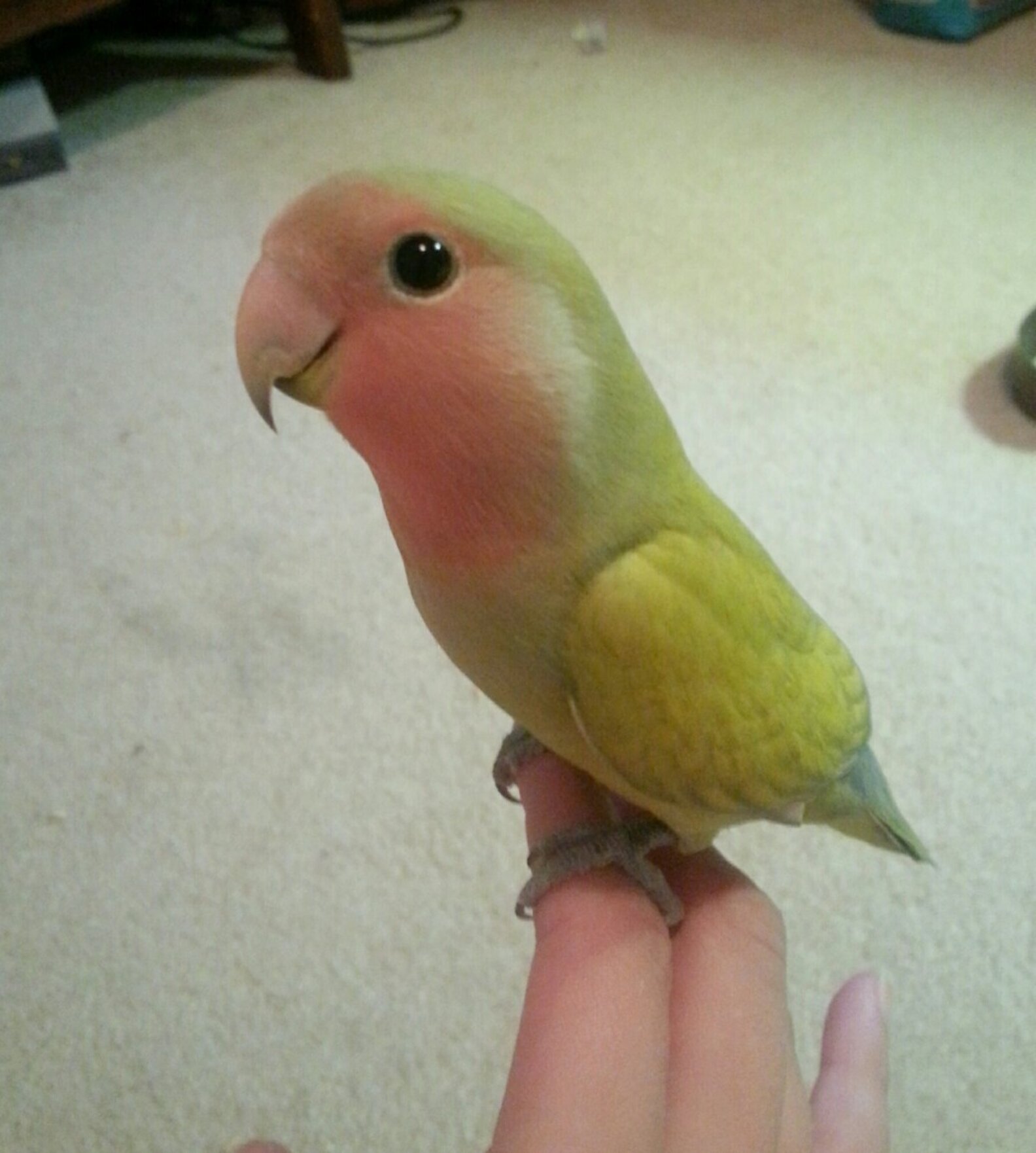 12 Pet Parrots You Can't Believe Even Exist - The Dodo
