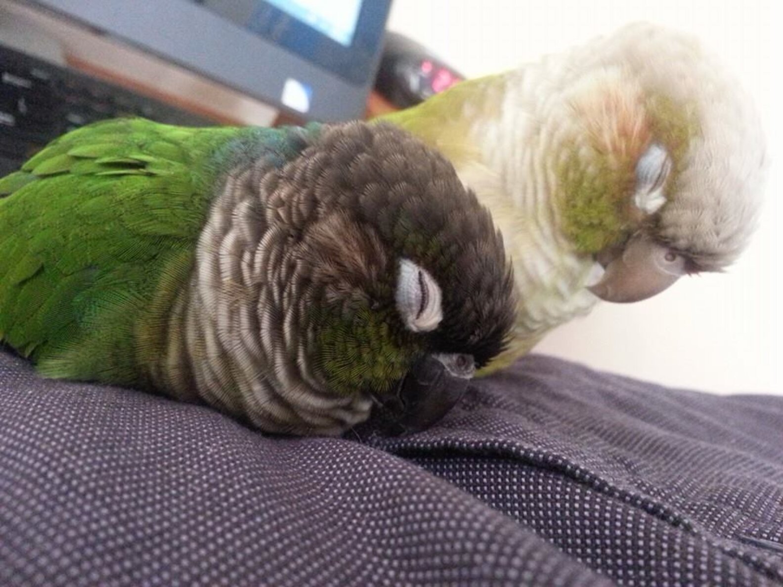 12 Pet Parrots You Can't Believe Even Exist - The Dodo
