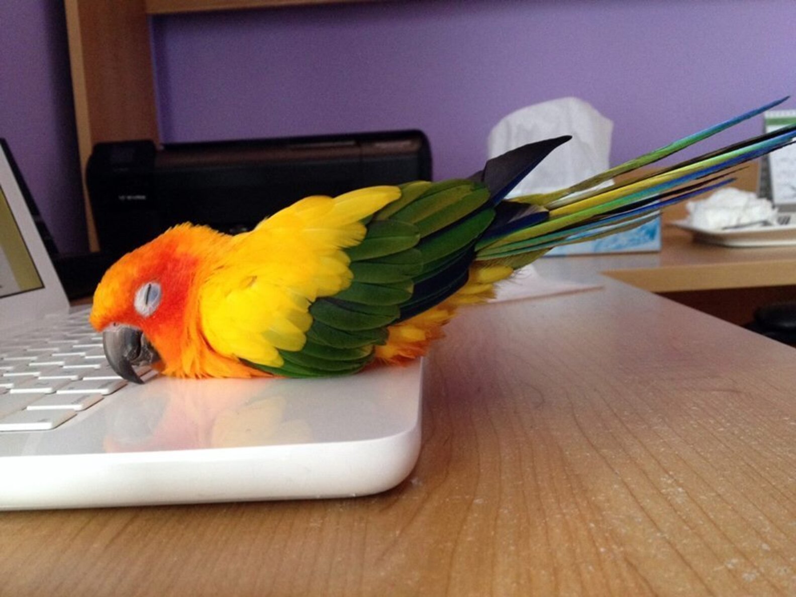 12 Pet Parrots You Can't Believe Even Exist - The Dodo
