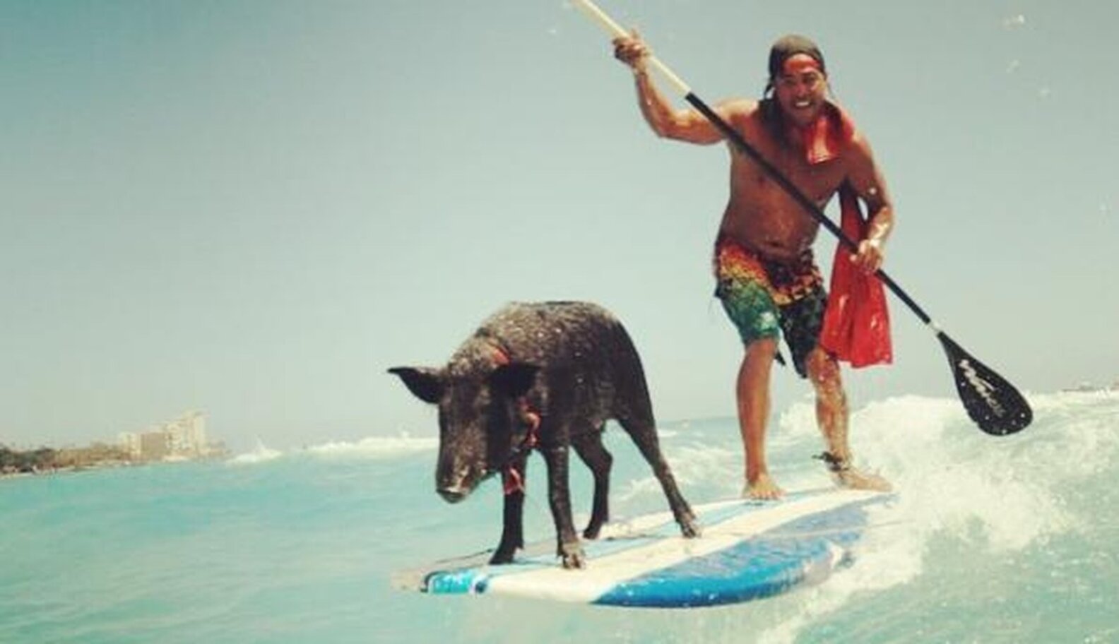 Rescued Pig Loves To Surf — And Swims Faster Than Anyone - The Dodo