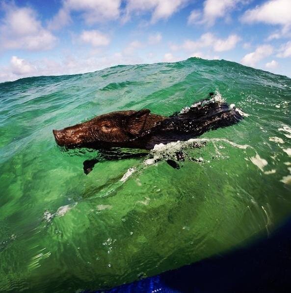 Rescued Pig Loves To Surf — And Swims Faster Than Anyone - The Dodo