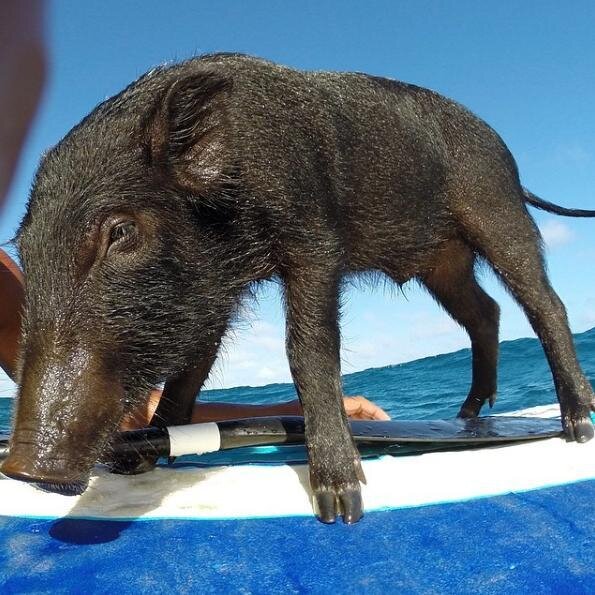 Rescued Pig Loves To Surf — And Swims Faster Than Anyone - The Dodo