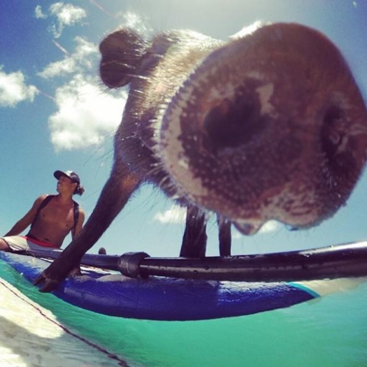 Rescued Pig Loves To Surf — And Swims Faster Than Anyone - The Dodo