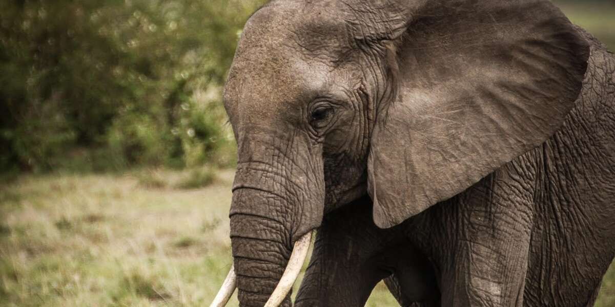 America Has A Patriotic Duty To Save Elephants - The Dodo