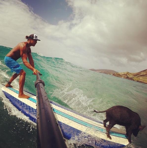 Rescued Pig Loves To Surf — And Swims Faster Than Anyone - The Dodo