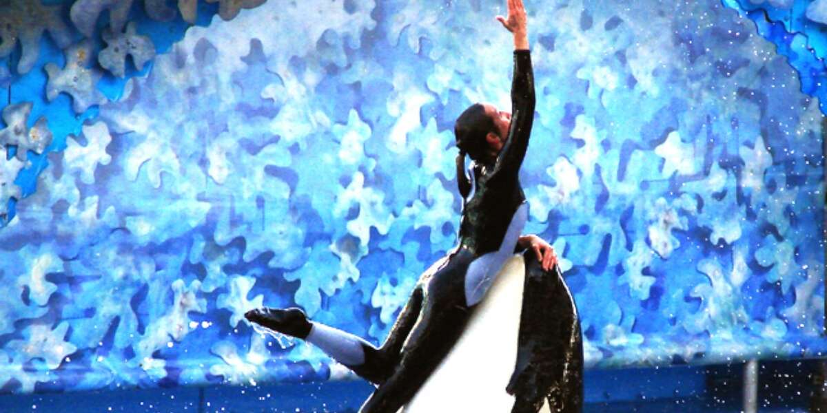 Why SeaWorld's "Praise Wave" is Unworthy of Our Praise - The Dodo