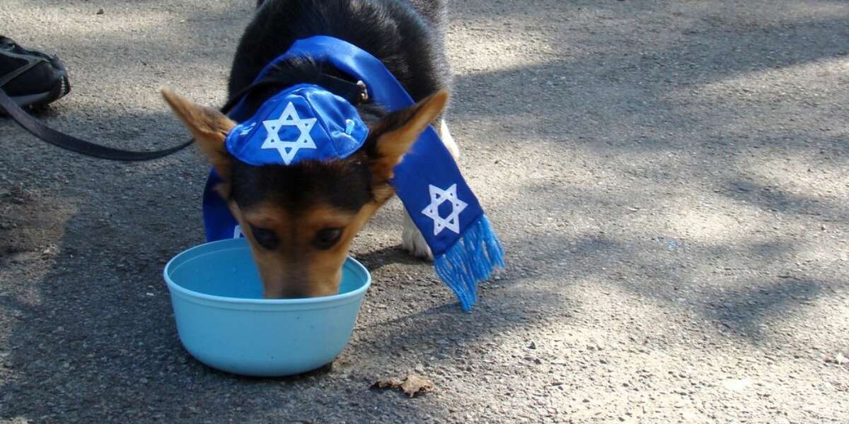 Plenty Of Pets Going Kosher This Passover - The Dodo