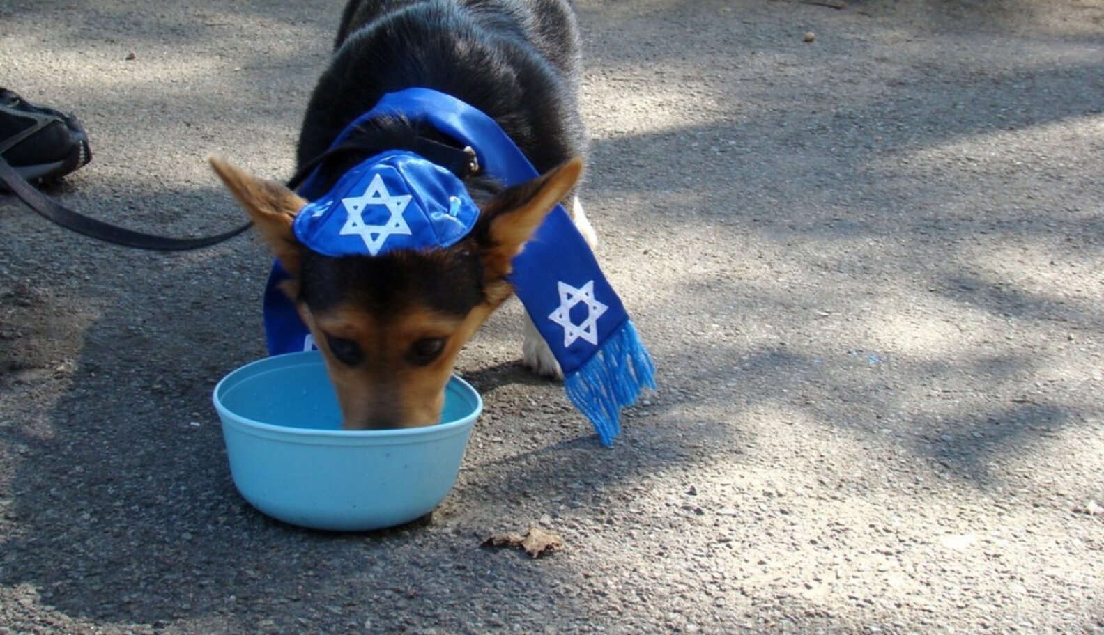 Plenty Of Pets Going Kosher This Passover - The Dodo