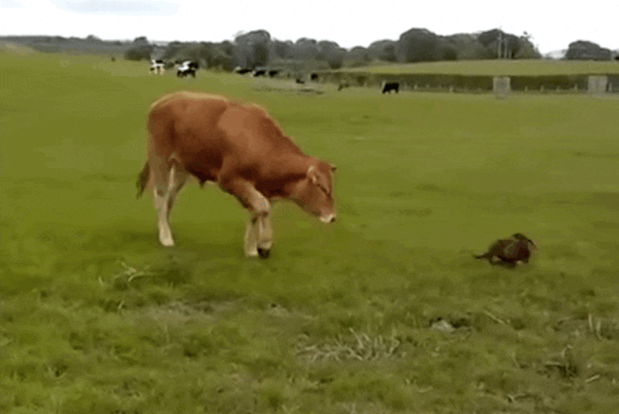 The Moment A Puppy And A Bull Realize They're Best Friends - The Dodo
