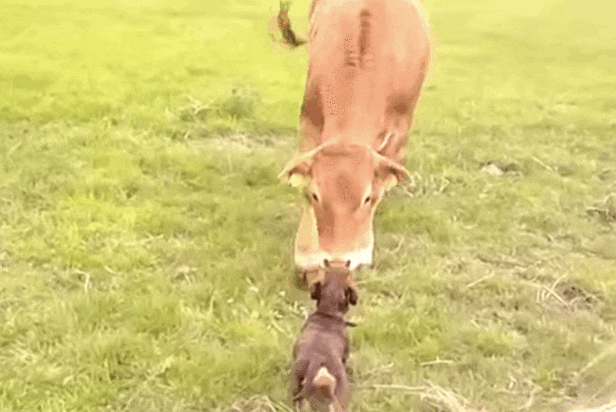 The Moment A Puppy And A Bull Realize They're Best Friends - The Dodo