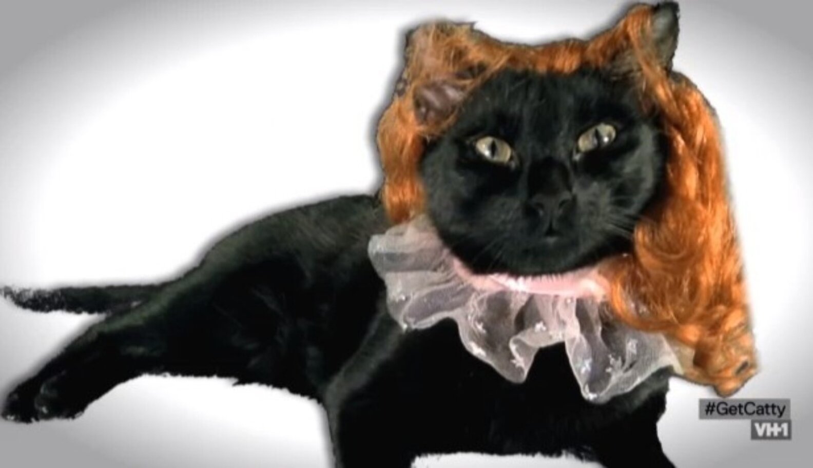 A Round-Up Of The Most Fantastic Animal April Fools Jokes - The Dodo