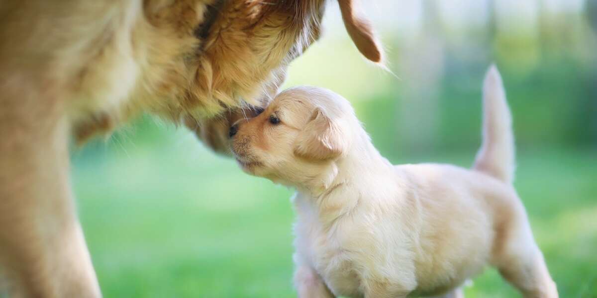 12 Reasons Why Moms Are Absolutely The Best - The Dodo