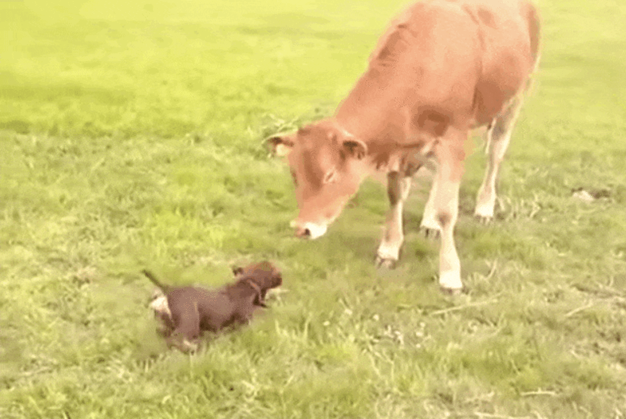 The Moment A Puppy And A Bull Realize They're Best Friends - The Dodo