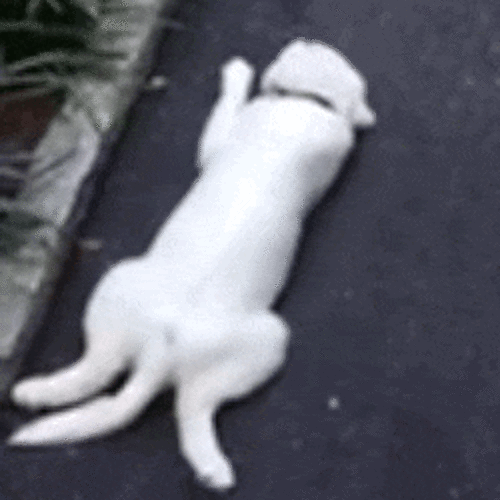 Whoopi's Blind, Deaf Dog Won't Walk ... So She Sings Him A Poem - The Dodo