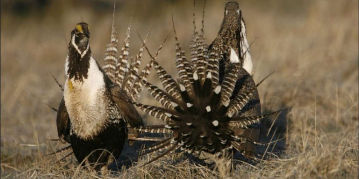 What Does The Sage Grouse's New Status Really Mean? - The Dodo