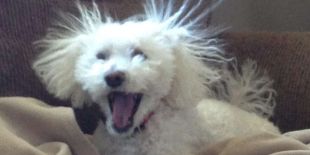 13 Pets Who Are Seriously Struggling With Static - The Dodo