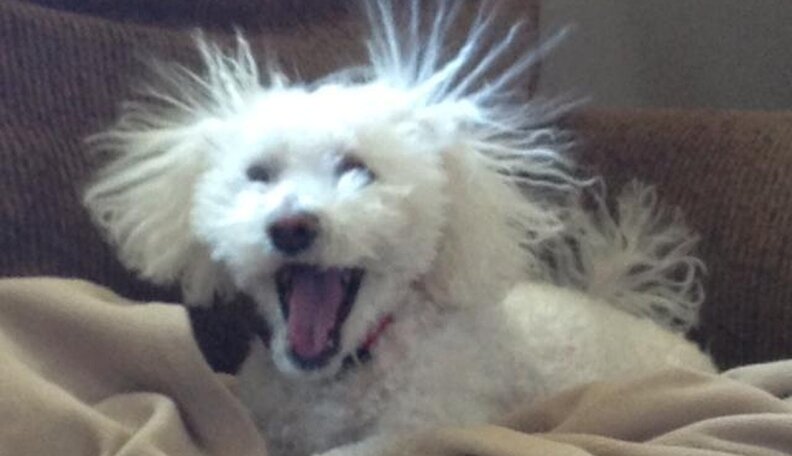 13 Pets Who Are Seriously Struggling With Static - The Dodo