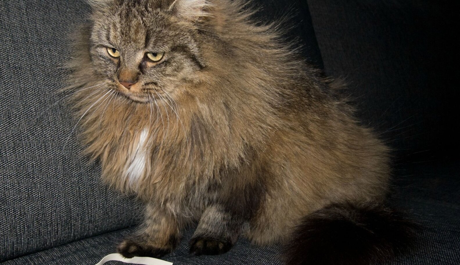 13 Pets Who Are Seriously Struggling With Static - The Dodo