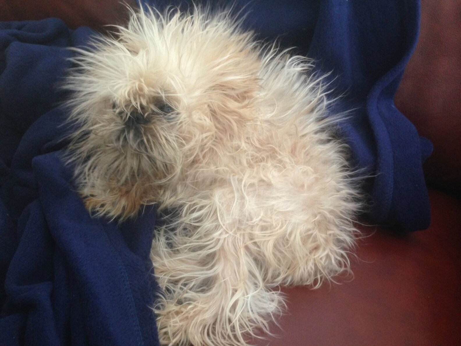 13 Pets Who Are Seriously Struggling With Static - The Dodo