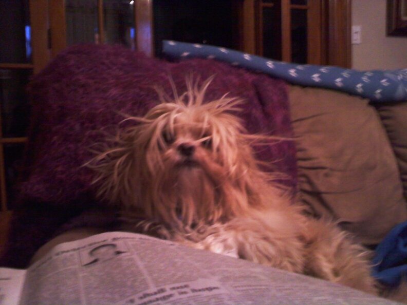 13 Pets Who Are Seriously Struggling With Static - The Dodo