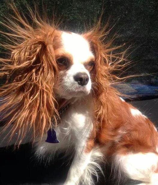 13 Pets Who Are Seriously Struggling With Static - The Dodo